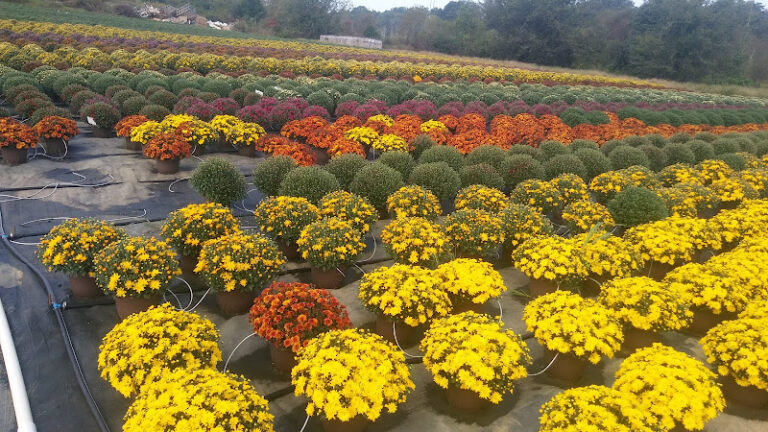 Pope's Plant Farm - Lets Be Blount