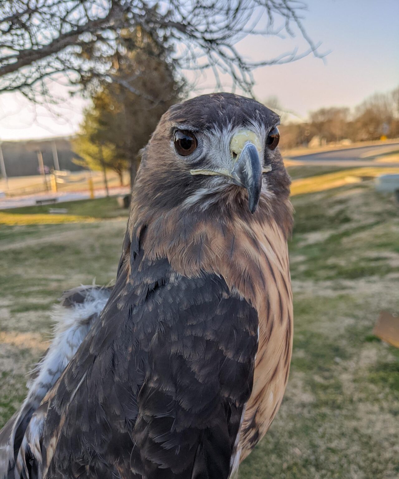 Come meet Jessie, the Red-tailed Hawk! - Event in Blount County - Lets ...